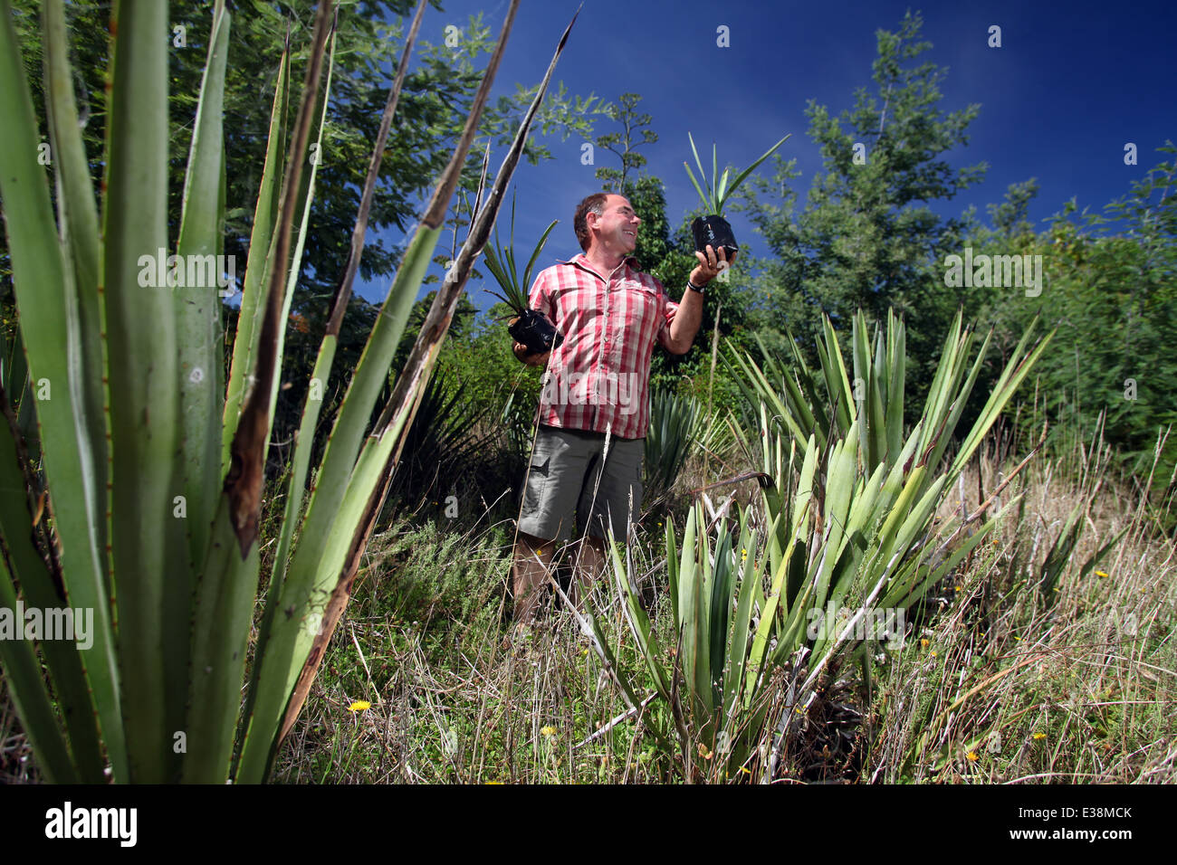 Terry Knight with some of his blue agave plants cultivated in Golden ...