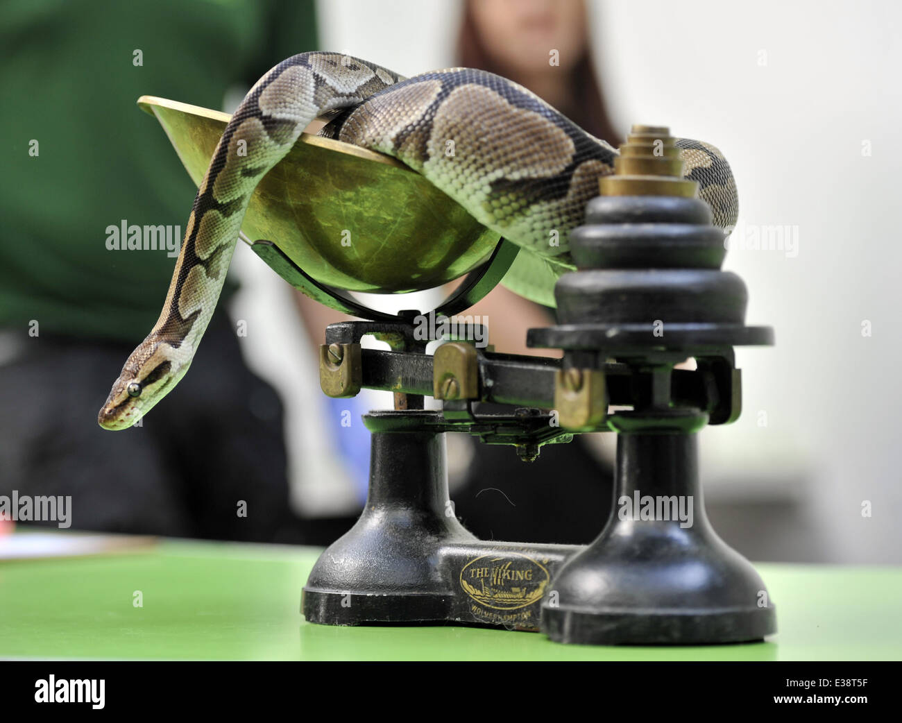ZSL London Zoo annual weigh-in Featuring: Royal Python Where: London ...