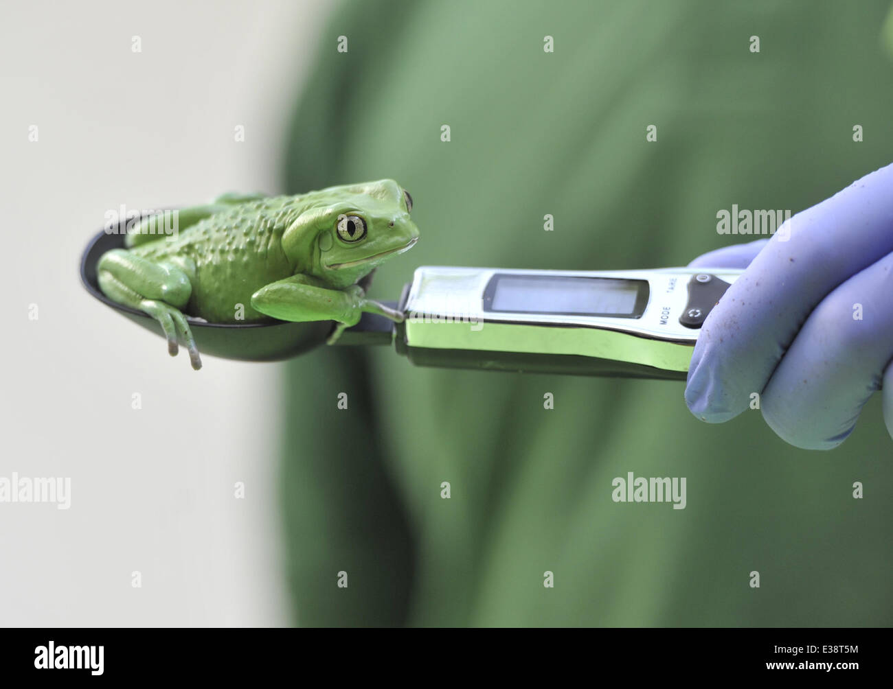 ZSL London Zoo annual weigh-in Featuring: Waxy Monkey frog Where ...