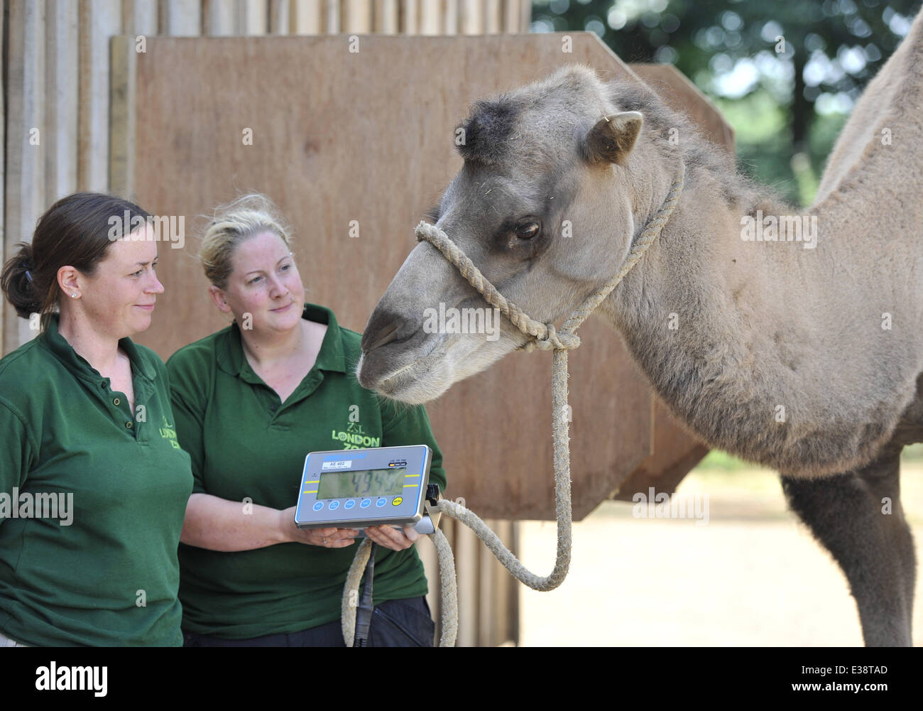ZSL London Zoo annual weigh-in Featuring: Bactrian Camel Where: London ...