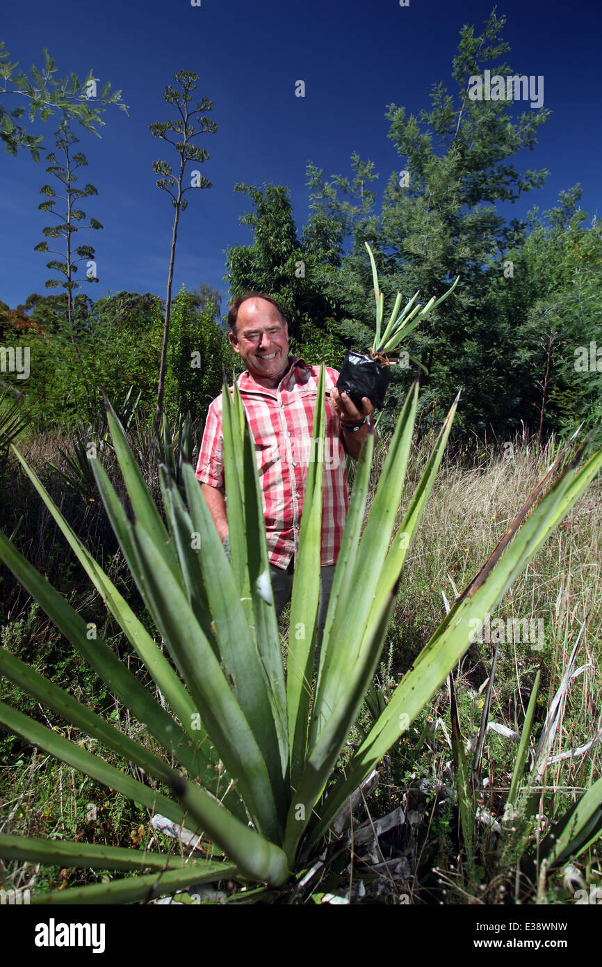 Terry Knight with some of his blue agave plants cultivated in Golden ...
