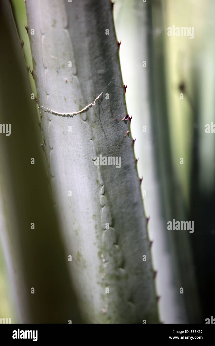 Detail of spines on Terry Knight's blue agave plants cultivated in ...