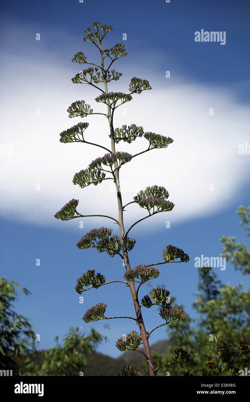 Terry Knight's blue agave plants cultivated in Golden Bay, New Zealand ...