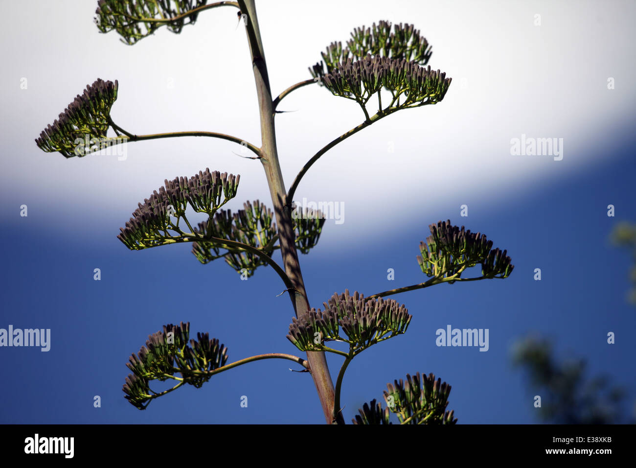 Terry Knight's blue agave plants cultivated in Golden Bay, New Zealand ...