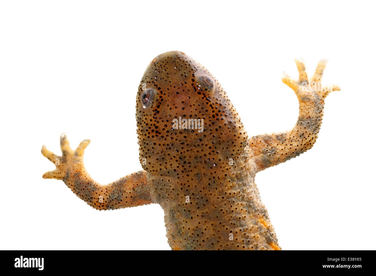 Urodele hi-res stock photography and images - Alamy