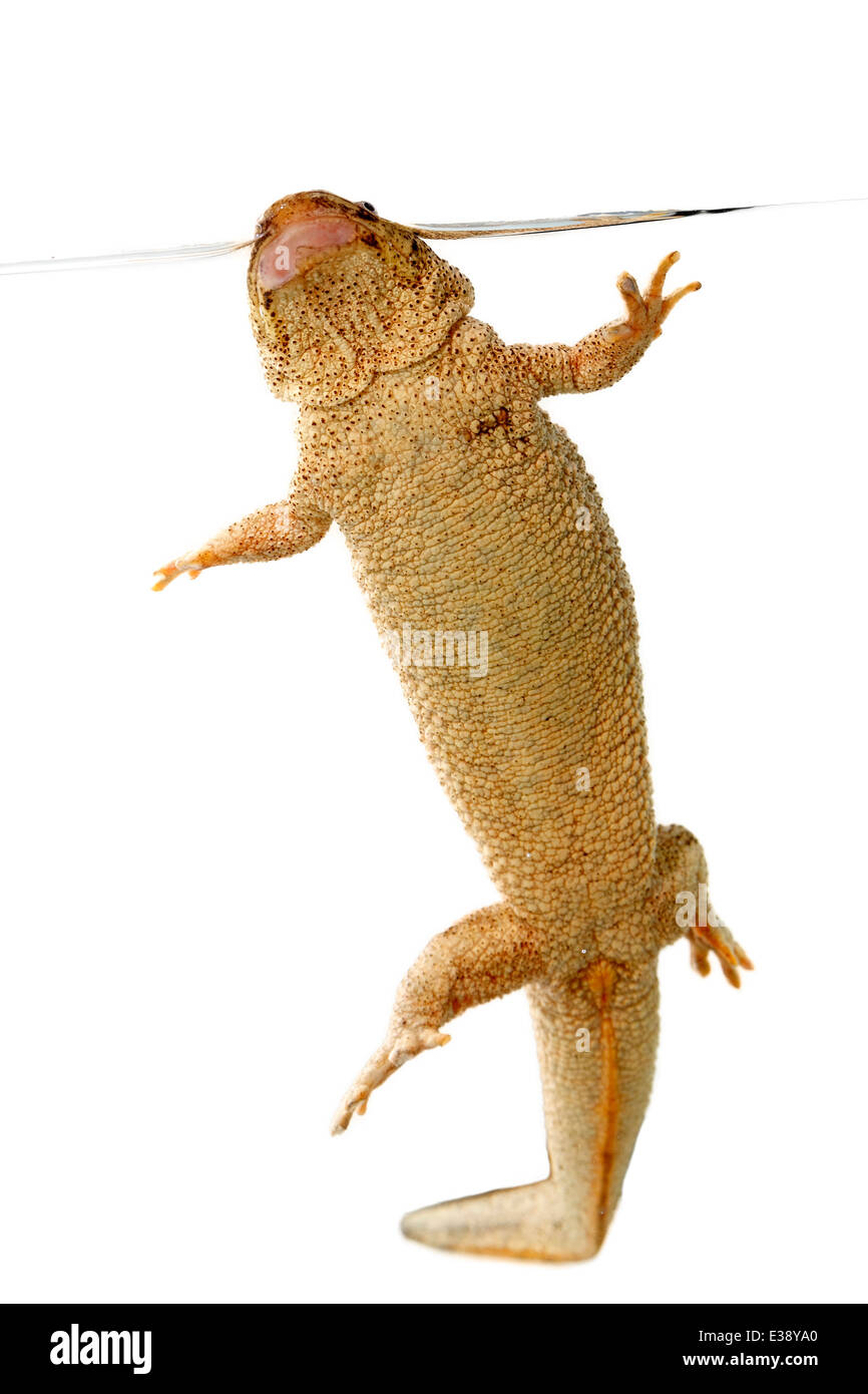 Spanish family urodele amphibian commonly called gallipato Stock Photo ...
