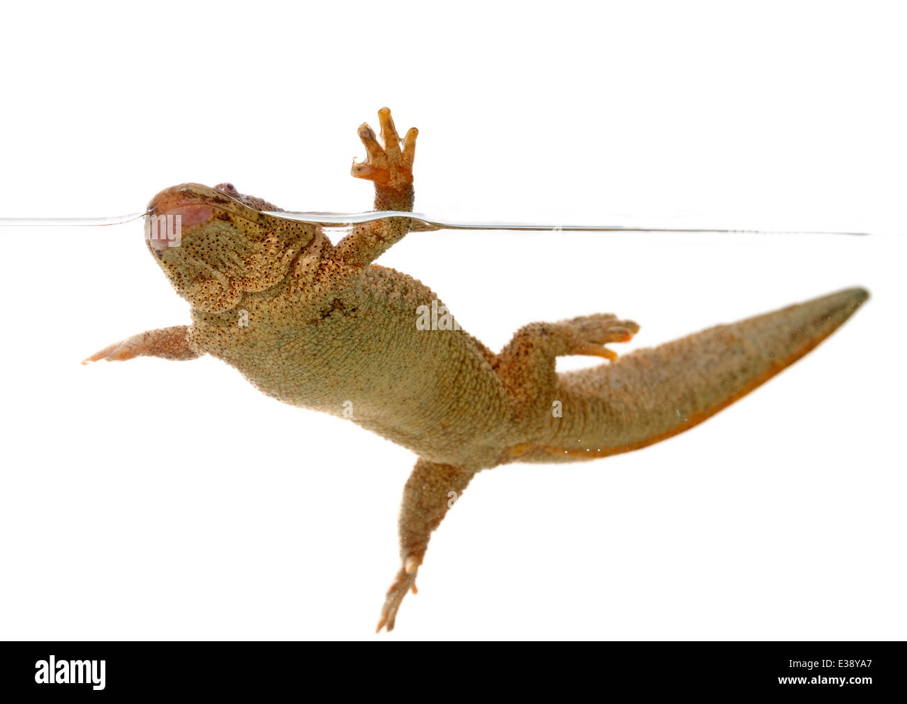 Spanish family urodele amphibian commonly called gallipato Stock Photo ...