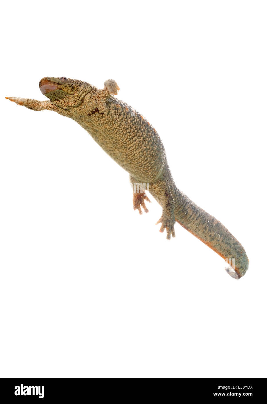 Spanish family urodele amphibian commonly called gallipato Stock Photo ...