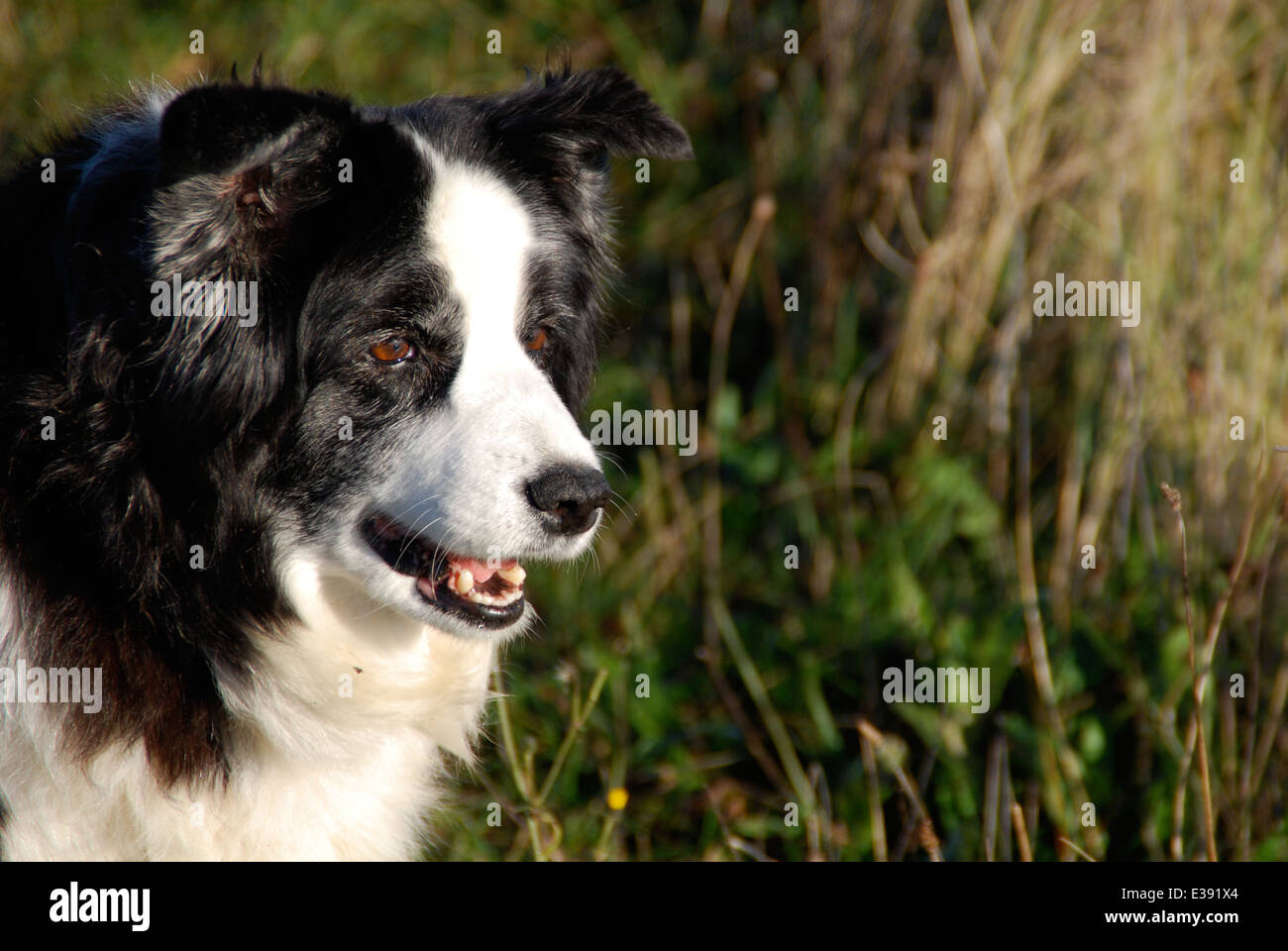 Border collie in England Stock Photo - Alamy