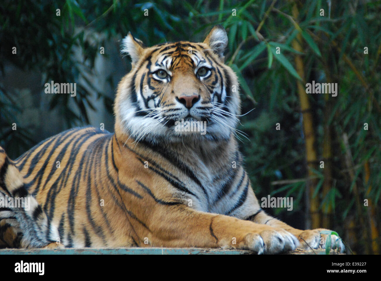 Tiger resting hi-res stock photography and images - Alamy