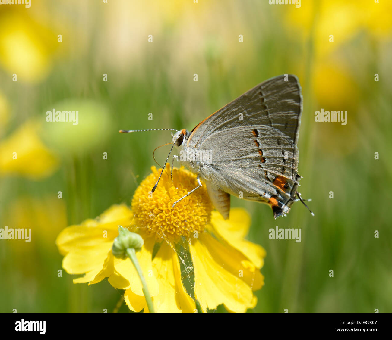 Bitter weed hi-res stock photography and images - Alamy