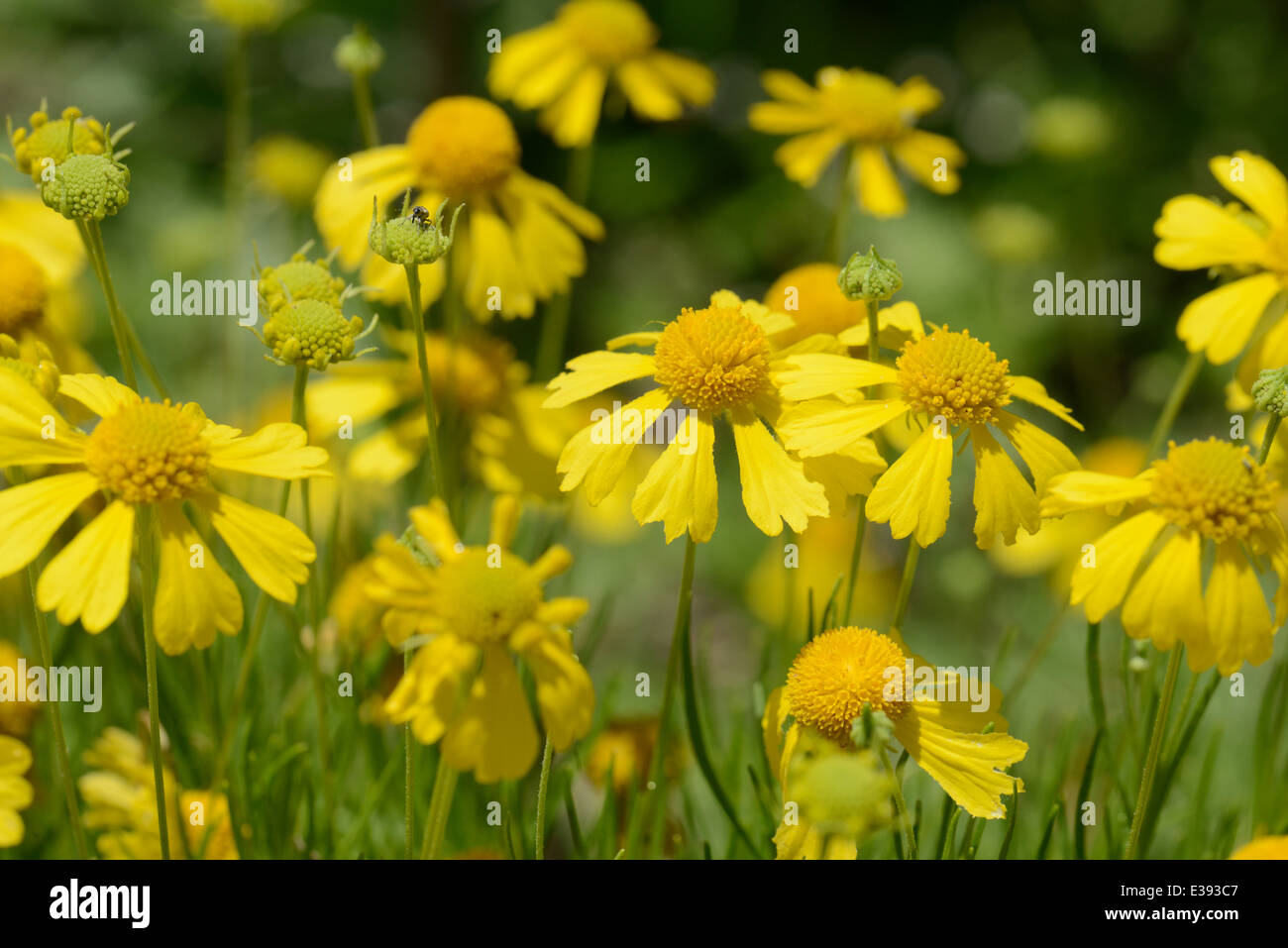 Bitter weed (Helenium amarum Stock Photo - Alamy