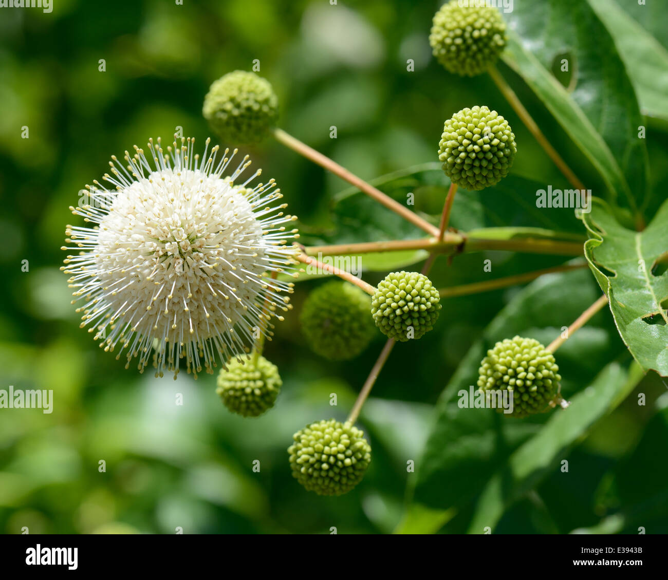 Buttonbush (Cephalanthus occidentalis Stock Photo - Alamy