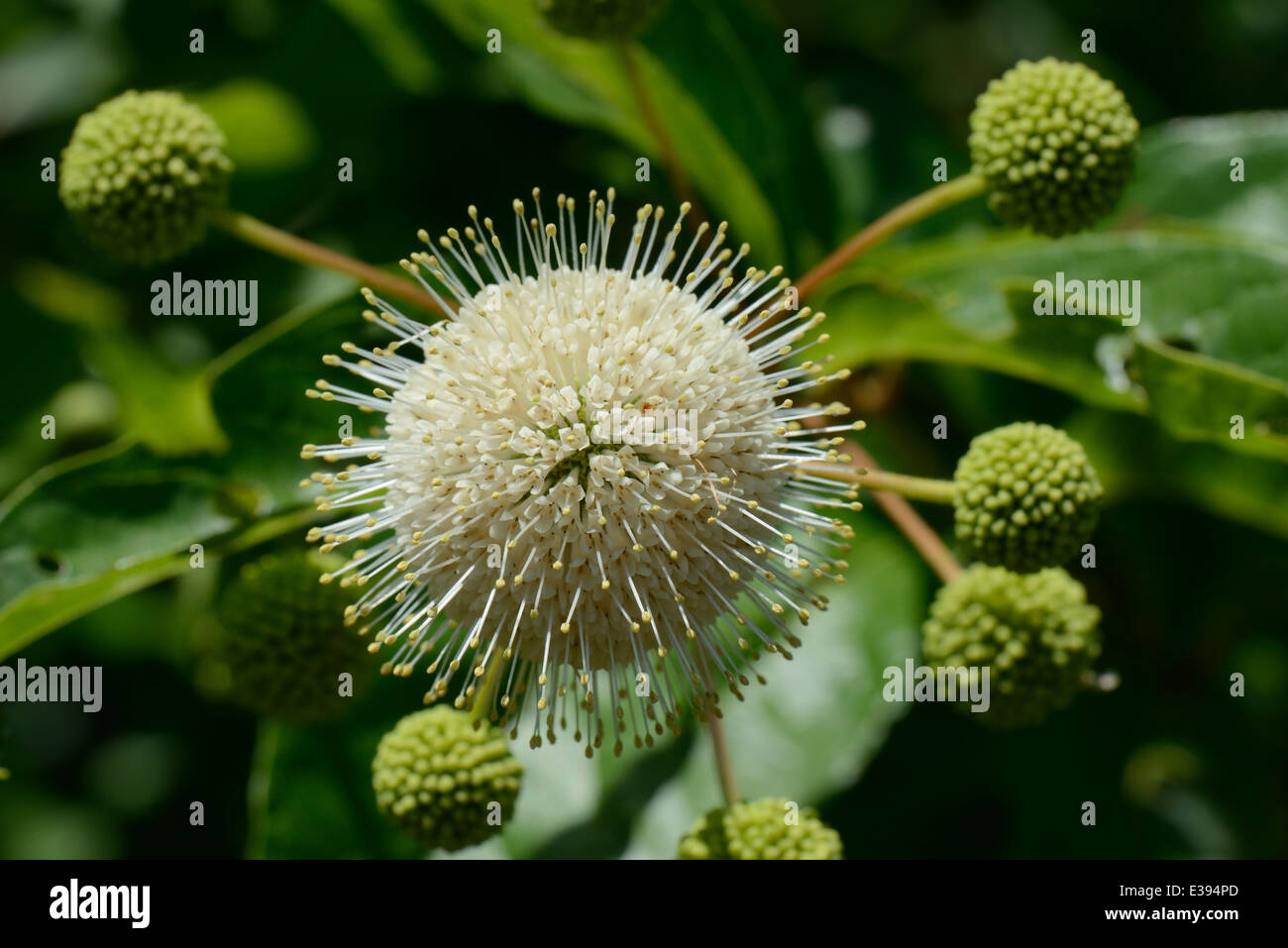 Buttonbush (Cephalanthus occidentalis Stock Photo - Alamy