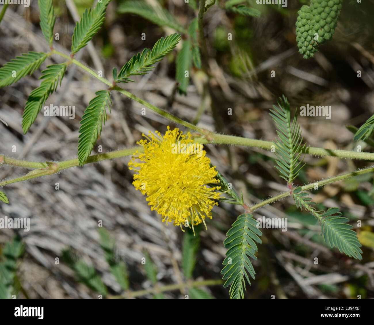 Yellow Puff (Neptunia lutea Stock Photo - Alamy