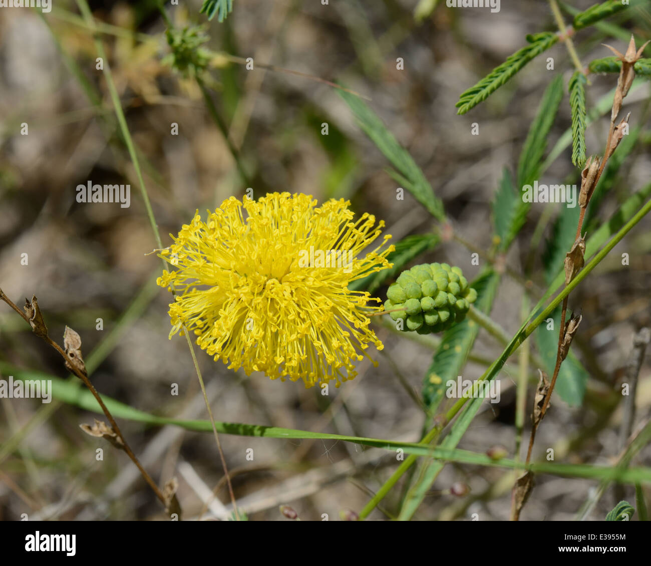 Yellow Puff (Neptunia lutea Stock Photo - Alamy
