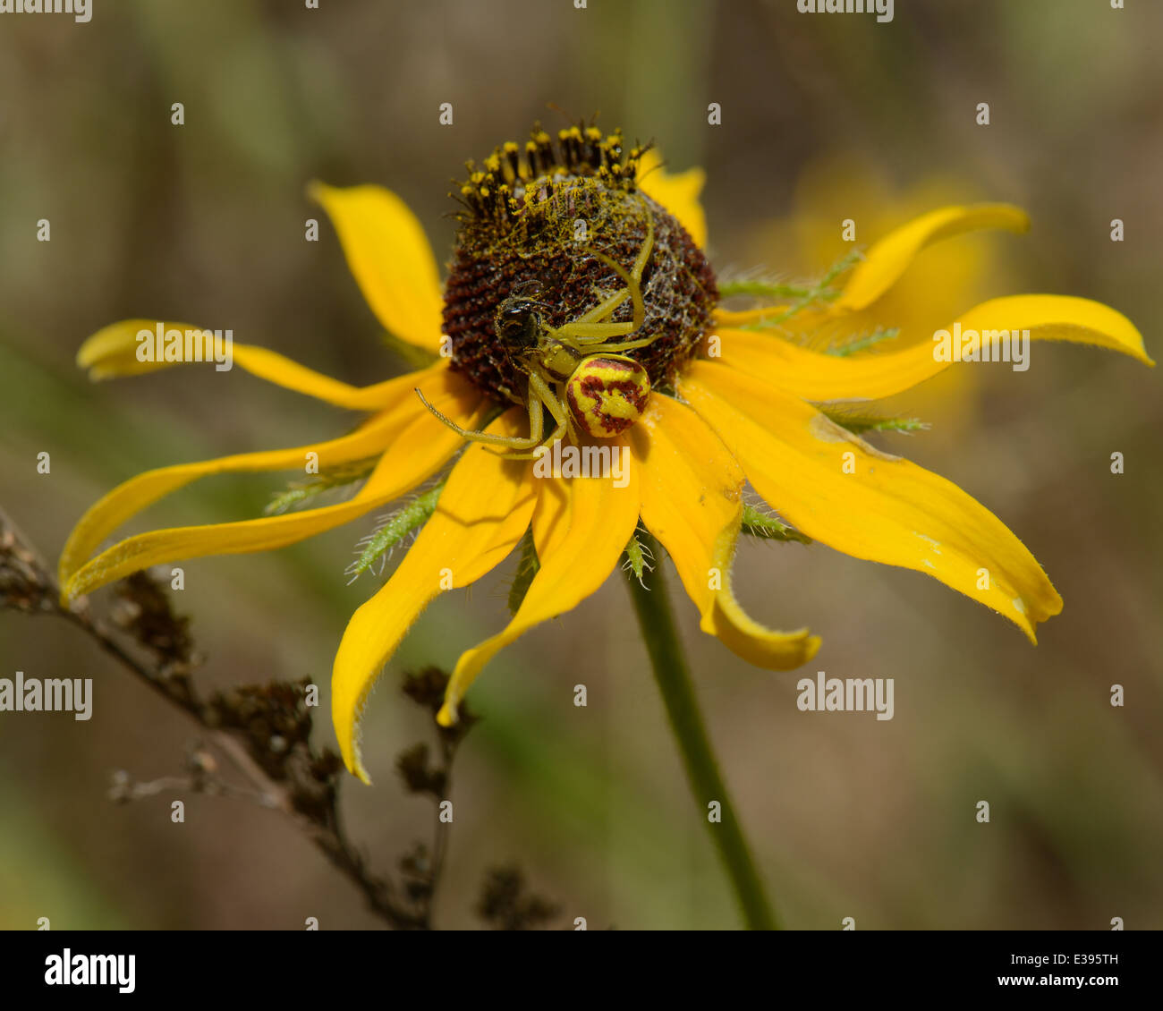 black-eyed Susan with crab spider and prey Stock Photo - Alamy