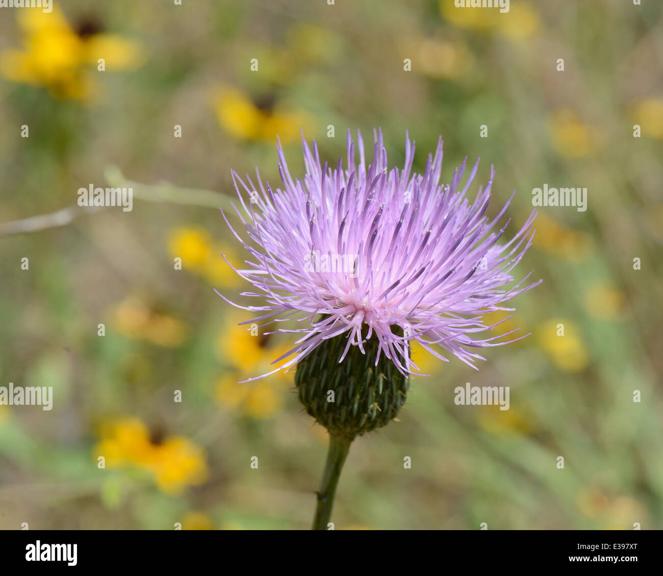 Native vegetation of texas hi-res stock photography and images - Alamy