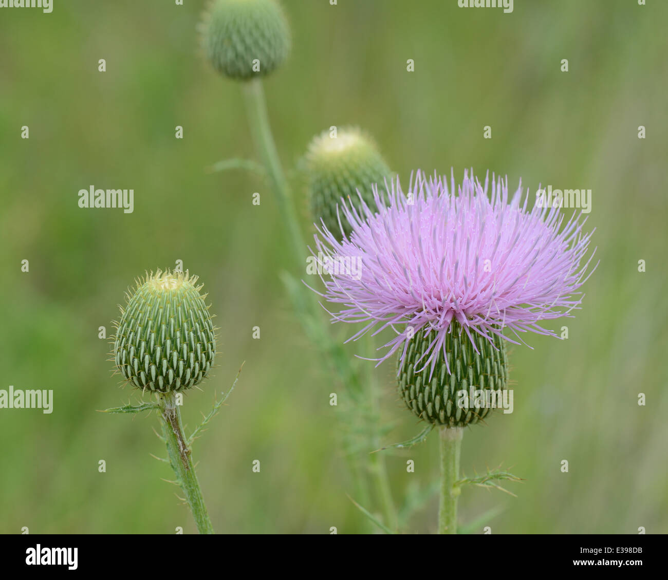 Native vegetation of texas hi-res stock photography and images - Alamy