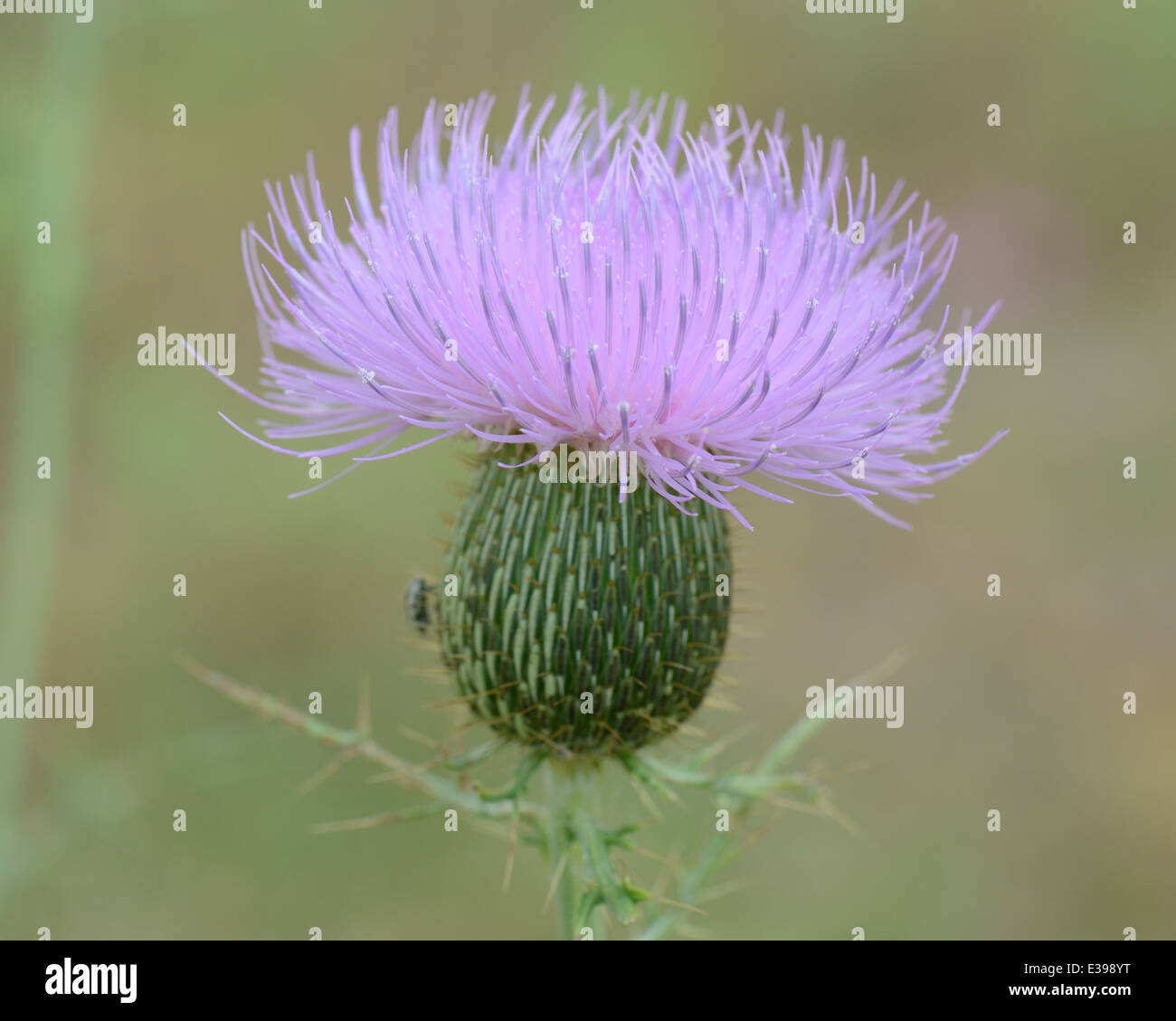 Native vegetation of texas hi-res stock photography and images - Alamy