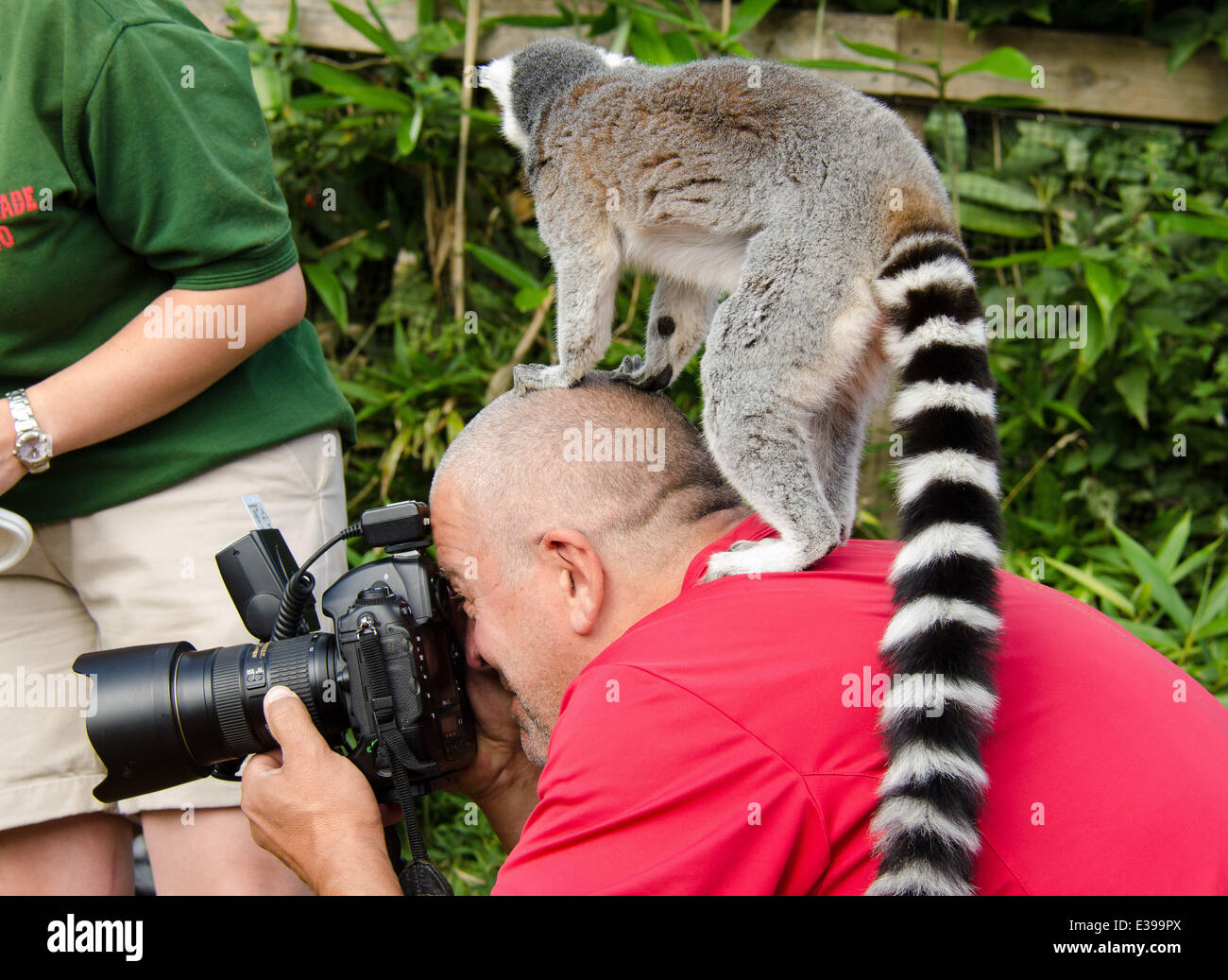 ZSL Whipsnade Zoo's annual animal weigh-in, in Dunstable. The animals ...