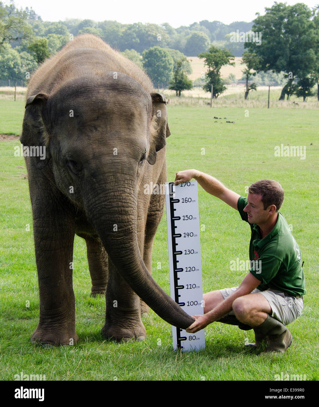 ZSL Whipsnade Zoo's annual animal weigh-in, in Dunstable. Donna, An ...