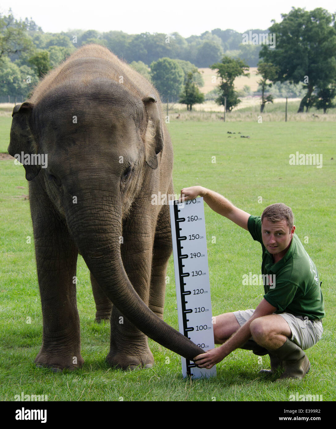 ZSL Whipsnade Zoo's annual animal weigh-in, in Dunstable. Donna, An ...