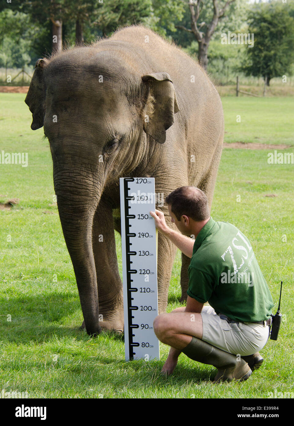 ZSL Whipsnade Zoo's annual animal weigh-in, in Dunstable. Donna, An ...