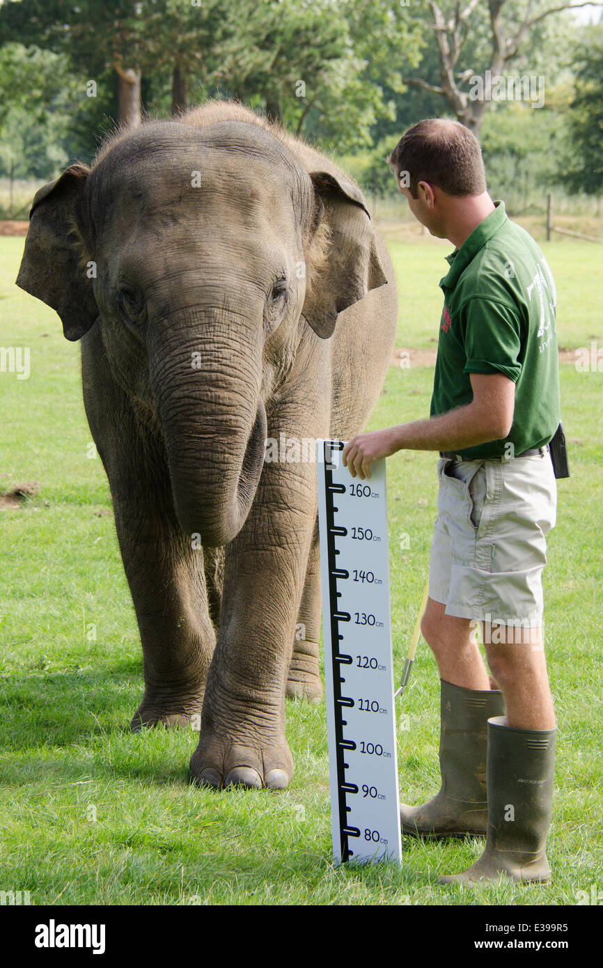 ZSL Whipsnade Zoo's annual animal weigh-in, in Dunstable. Donna, An ...
