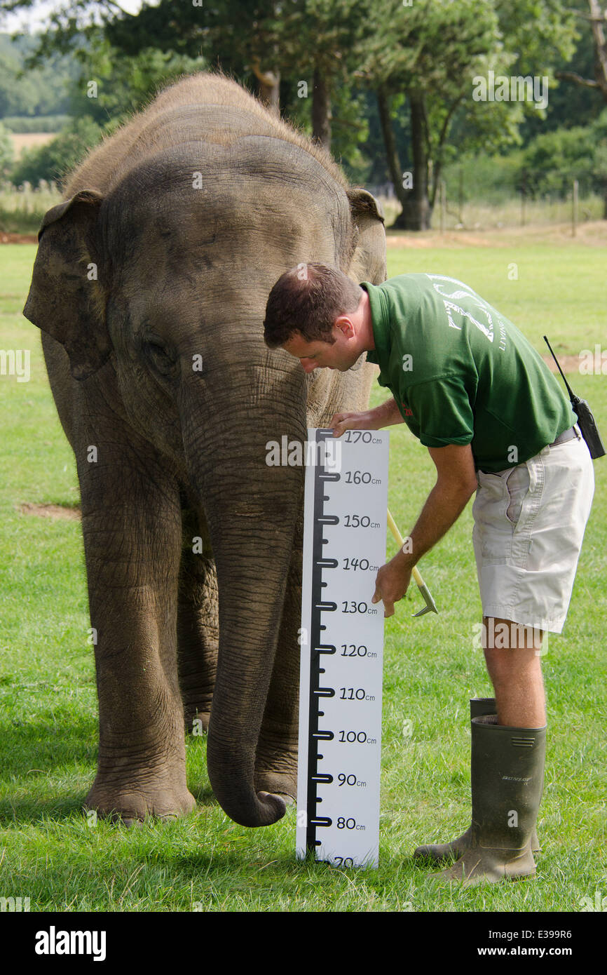 ZSL Whipsnade Zoo's annual animal weigh-in, in Dunstable. Donna, An ...