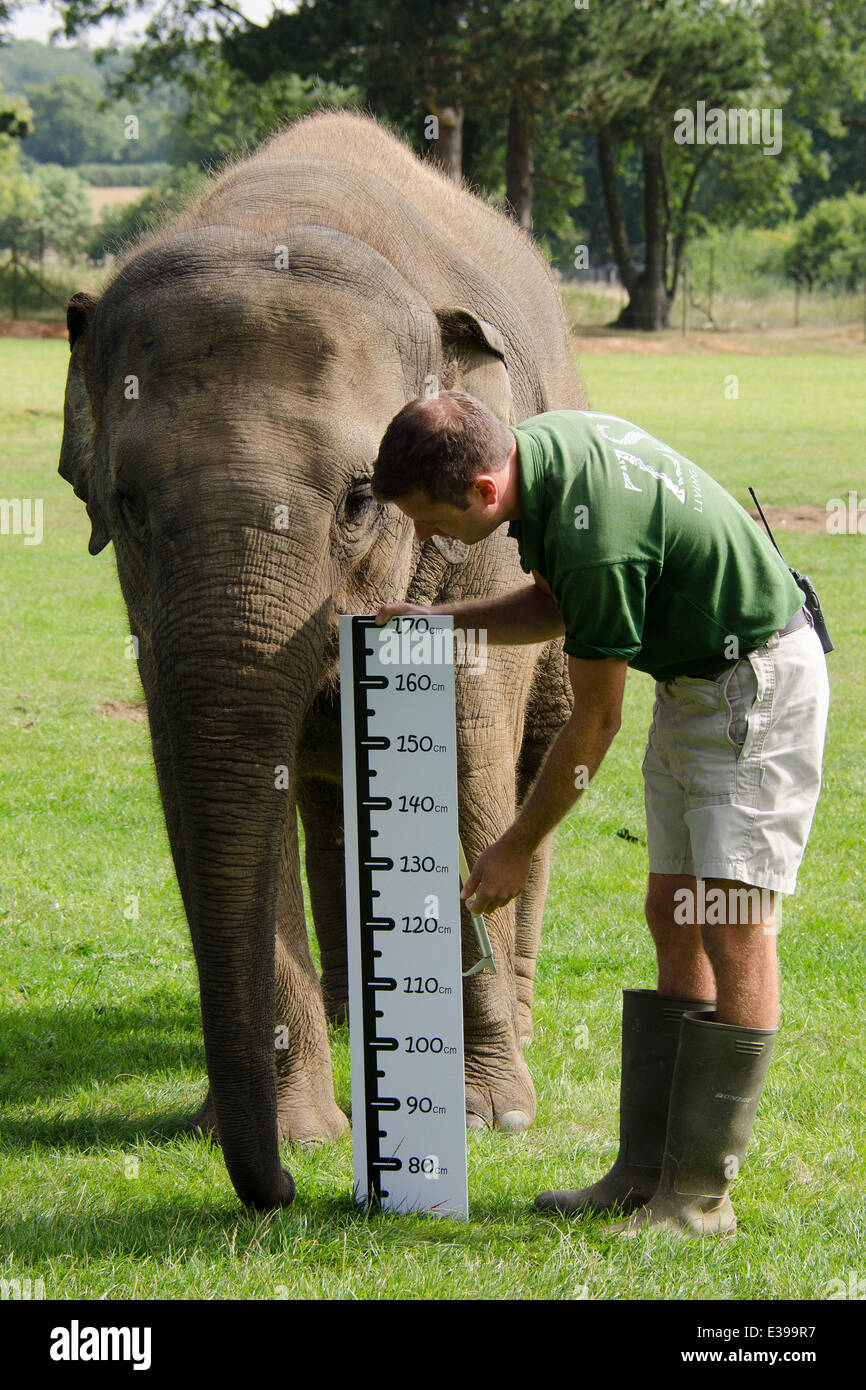 ZSL Whipsnade Zoo's annual animal weigh-in, in Dunstable. Donna, An ...