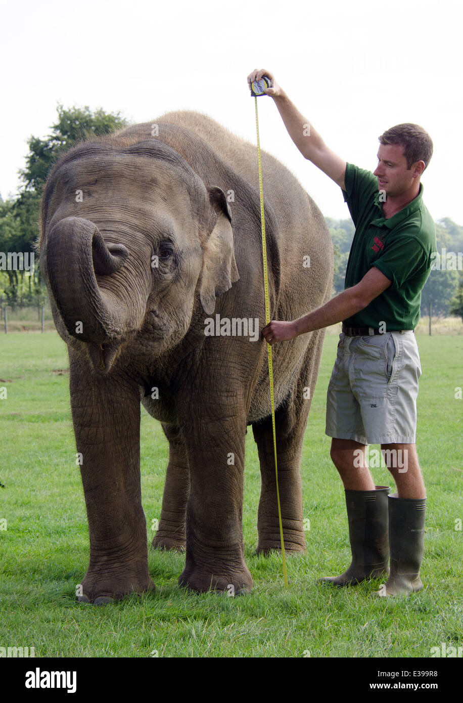 ZSL Whipsnade Zoo's annual animal weigh-in, in Dunstable. Donna, An ...