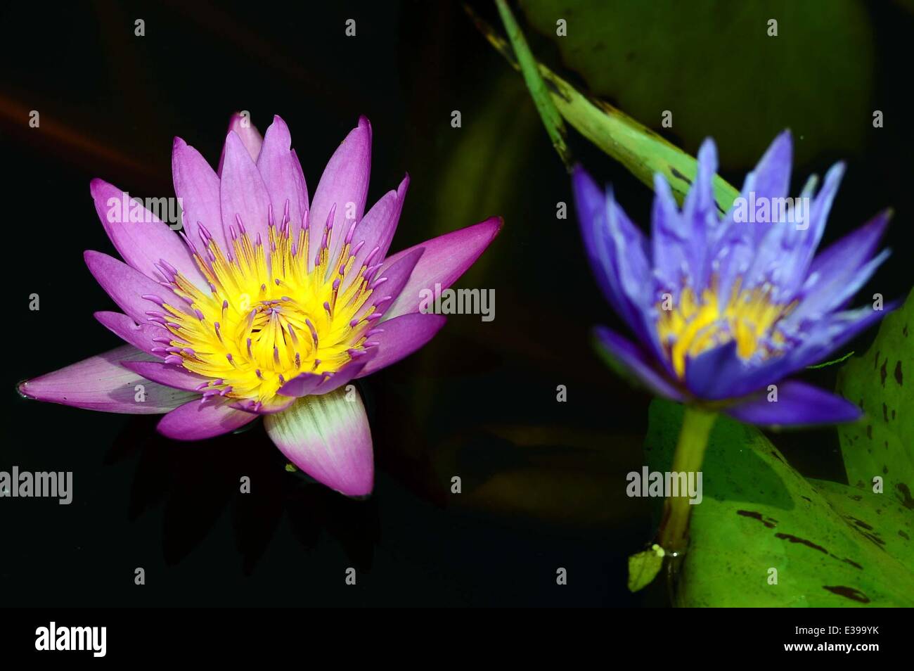 Haiyang, China's Shandong Province. 23rd June, 2014. Lotus flowers are ...