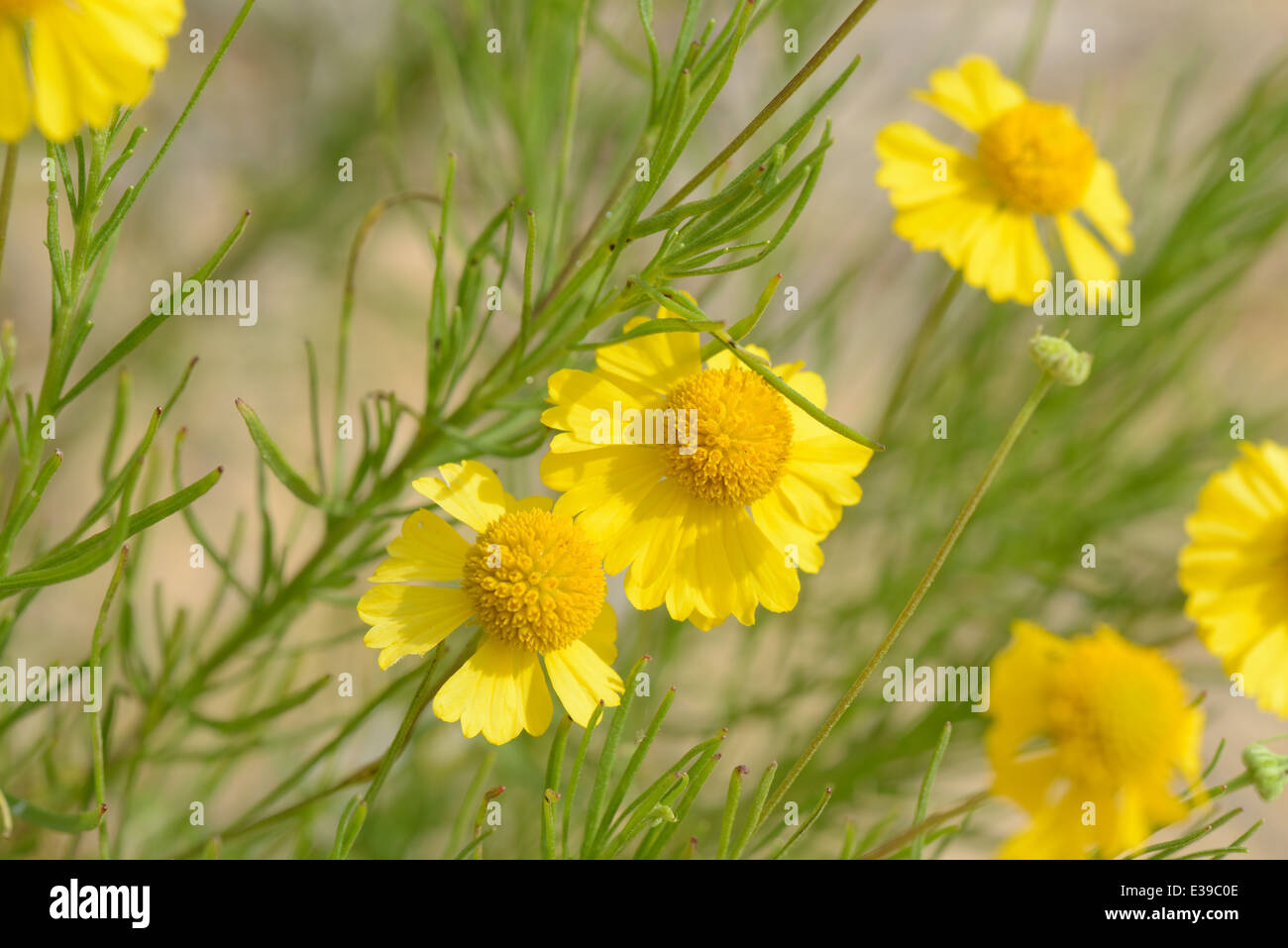 Bitter weed (Helenium amarum Stock Photo - Alamy