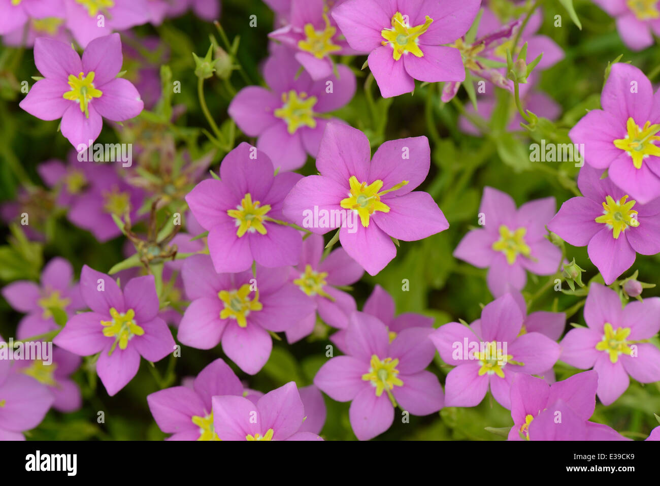 Prairie Gentian Stock Photos & Prairie Gentian Stock Images - Alamy