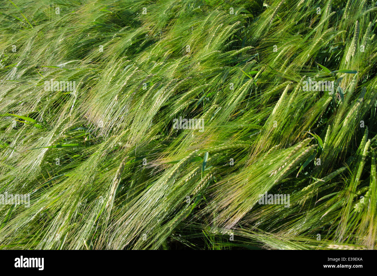 Background of green grain field Stock Photo - Alamy