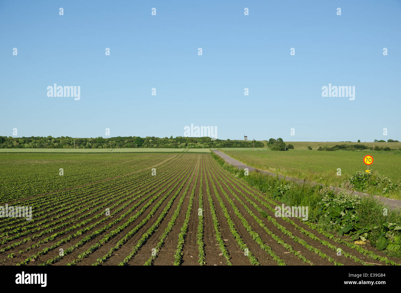 Field with growing brown beans at the swedish island Oland Stock Photo ...