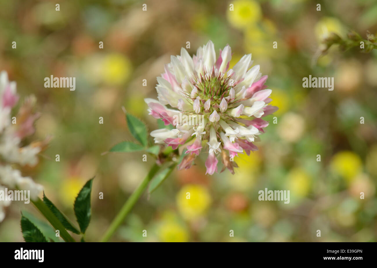 Trifolium repens white clover hi-res stock photography and images - Alamy