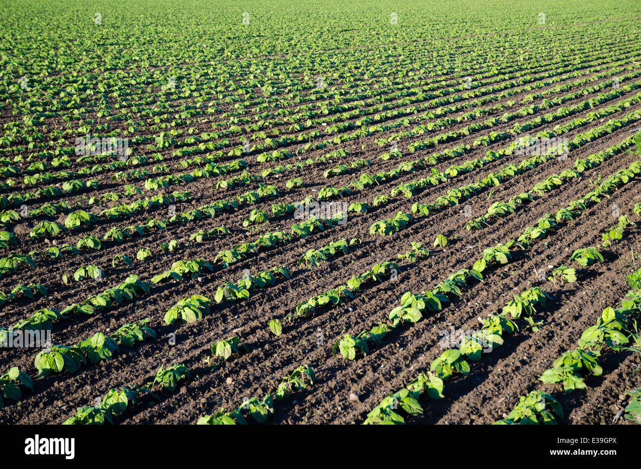 Farming brown earth soil harvest hi-res stock photography and images ...