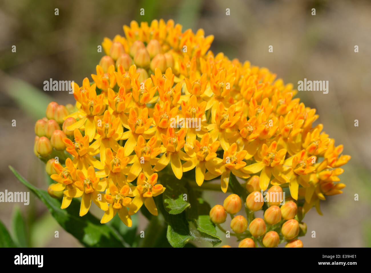 monarch host plant Stock Photo - Alamy