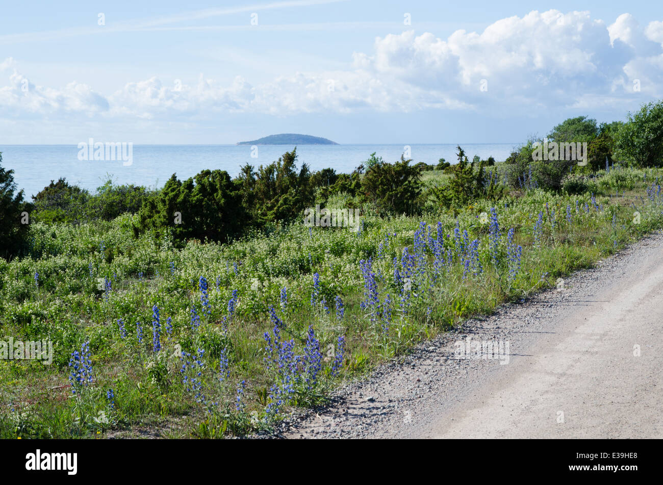 Roadside view by the coast at blue flowers and an island in the horizon ...