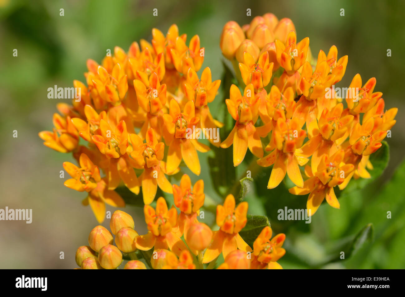 monarch host plant Stock Photo - Alamy