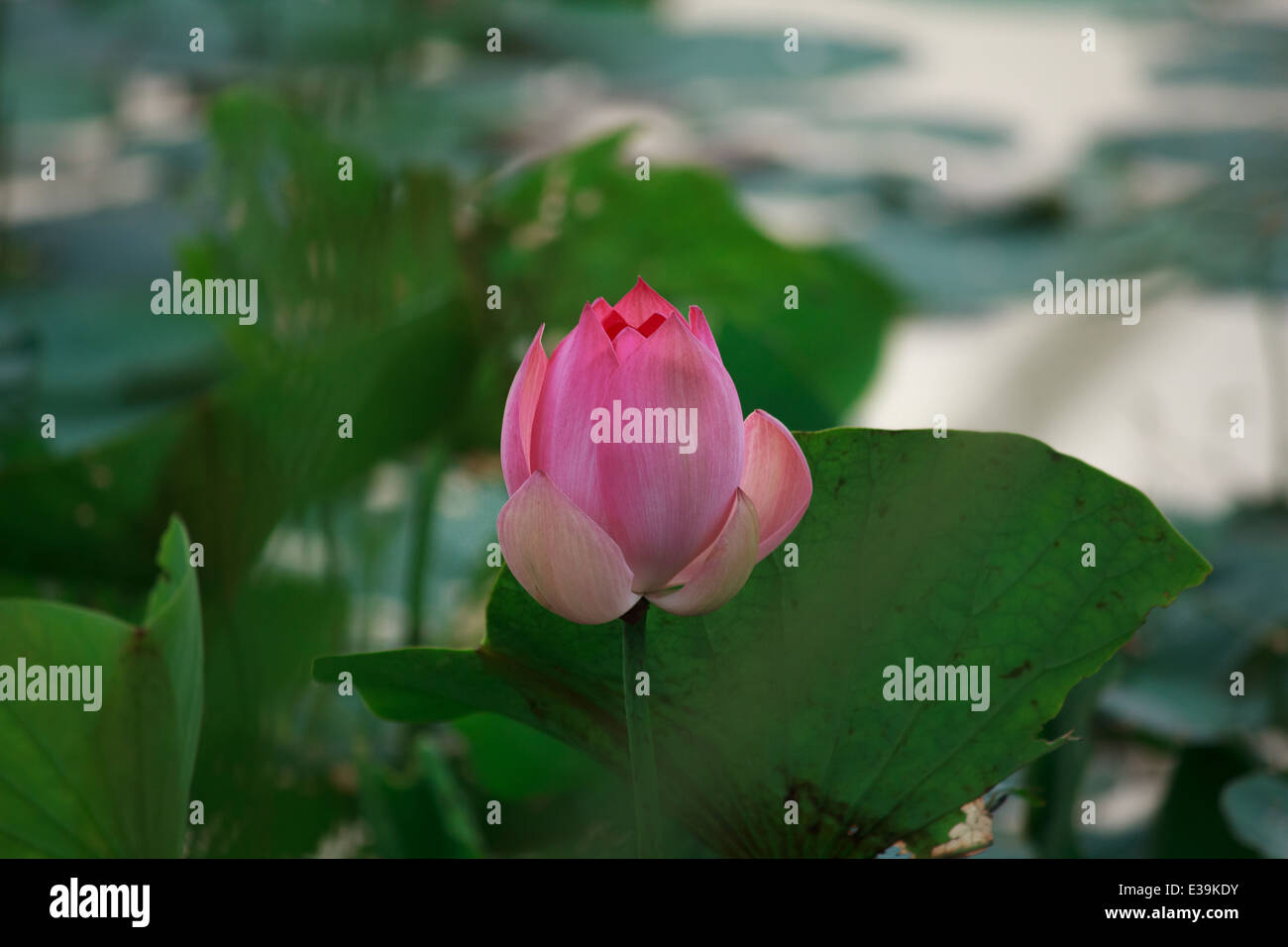 Lotus flower side view hi-res stock photography and images - Alamy