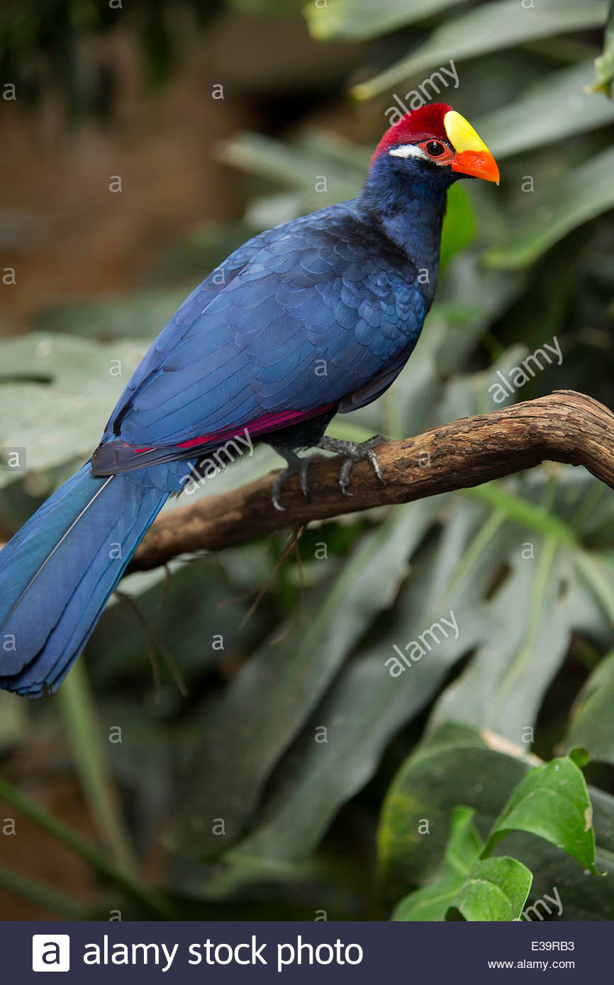 Turaco High Resolution Stock Photography and Images - Alamy