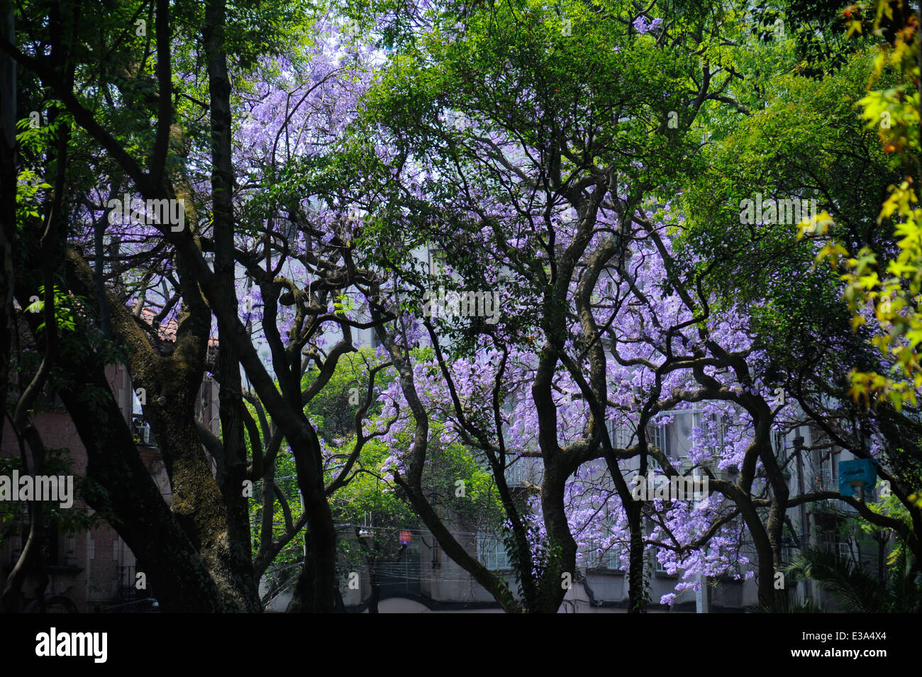 Jacaranda tree blooming in spring in Alameda Park, Mexico City Stock ...
