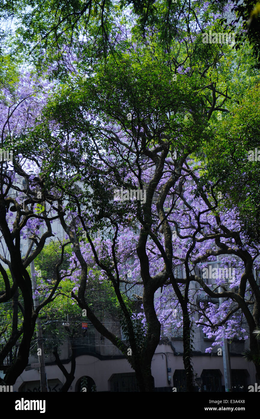 Jacaranda tree blooming in spring in Alameda Park, Mexico City Stock ...