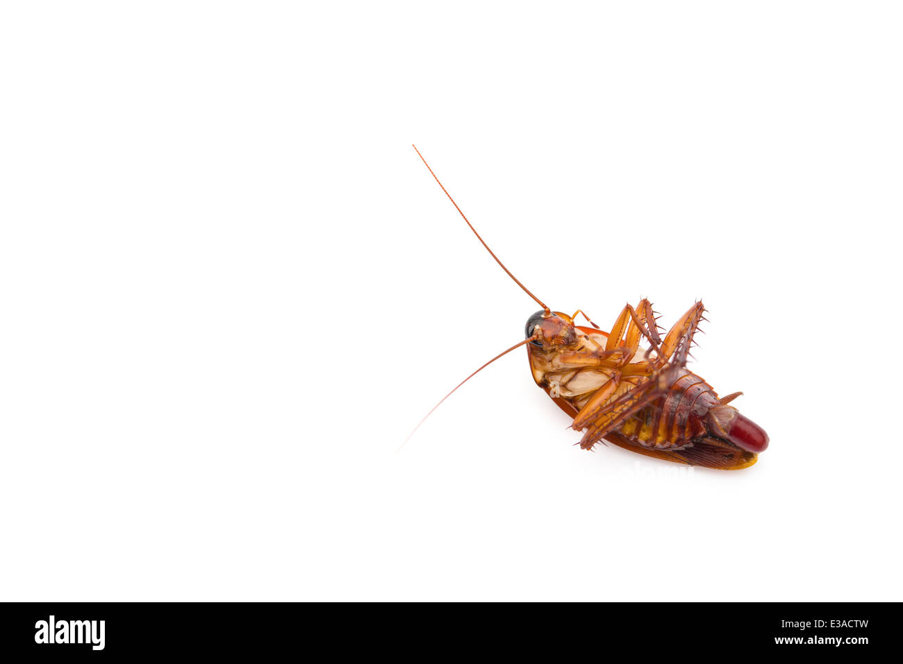 Cockroach egg hi-res stock photography and images - Alamy