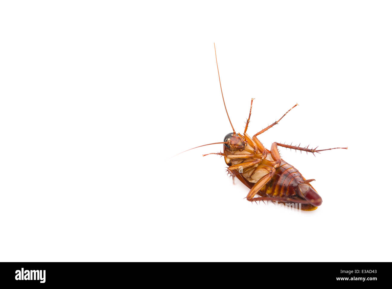 cockroach lying with egg in bottom on white Stock Photo - Alamy