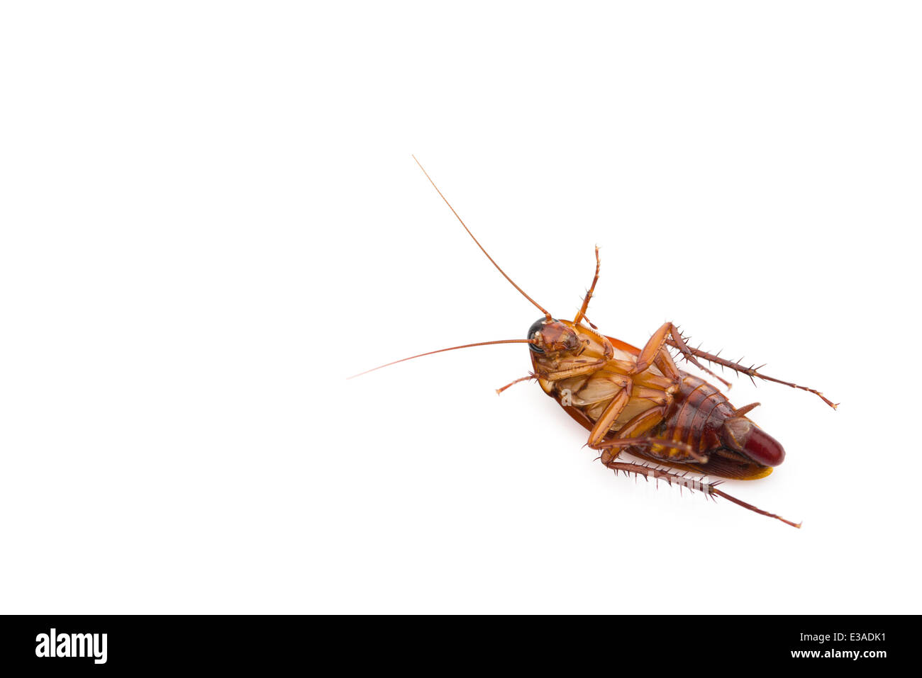 Cockroach egg hi-res stock photography and images - Alamy