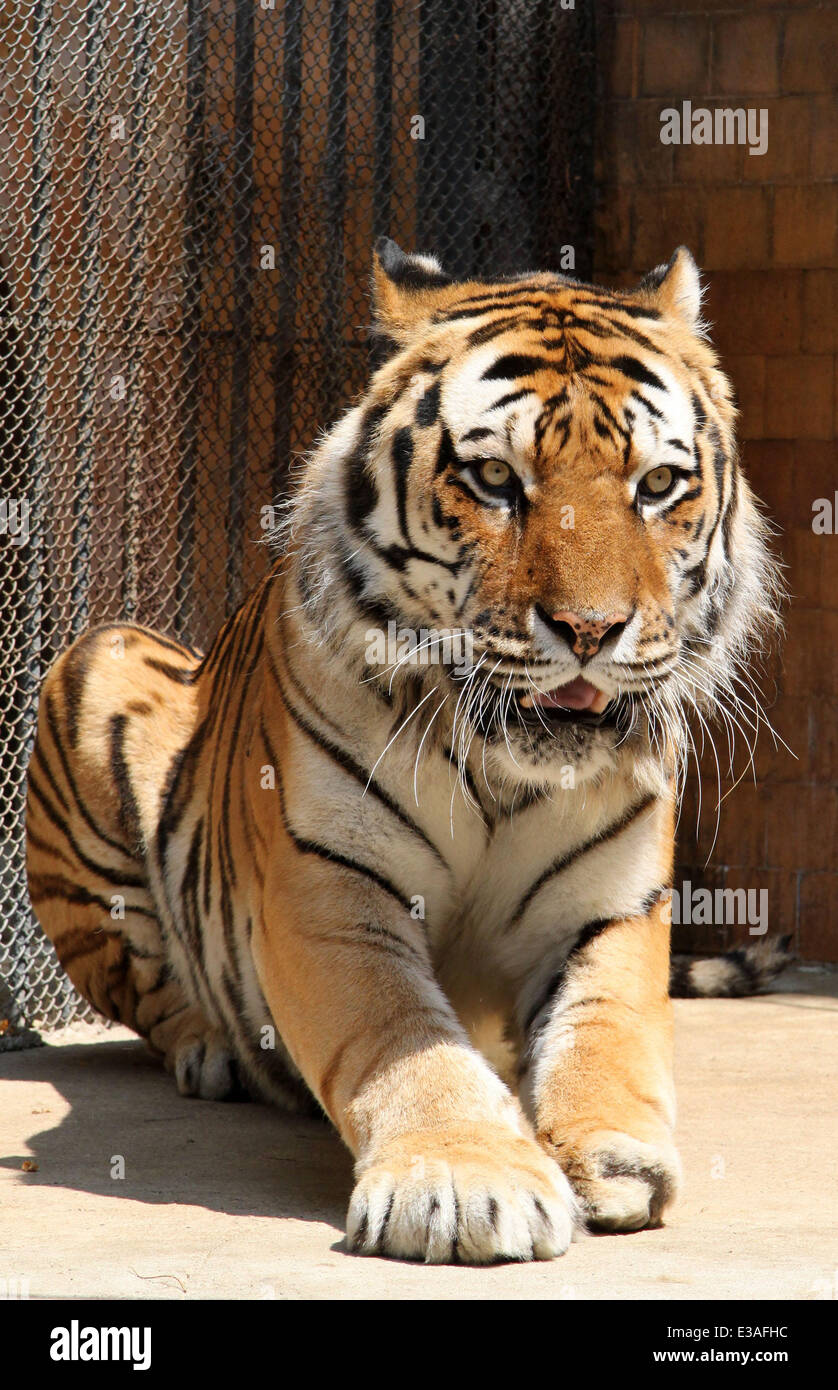 Gero the Tiger lies in his enlosure at Varna zoo. Gero, who lost his ...